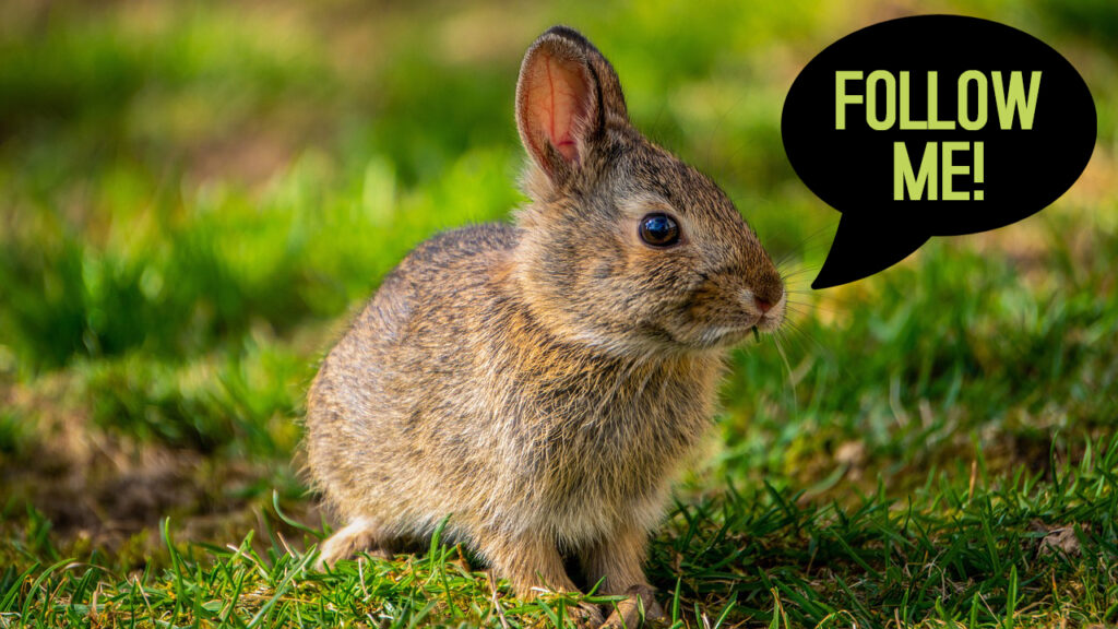 Podcast Episode 179 How To Follow Rabbit Trails To Find More podcast-episode-179-how-to-follow-rabbit-trails-to-find-more
